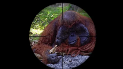 Orangutan Monkey (Pongo) Seen in Gun Rif... | Stock Video | Pond5