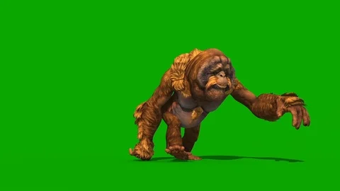 Monkey Green Screen Vídeo Stock ~ Videos Stock Royalty Free | Pond5