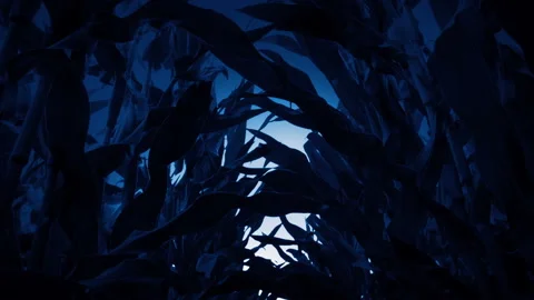 Orb Of Light In Corn Field UFO Paranorma... | Stock Video | Pond5