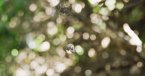 Orb weaver spider moving it's legs while... | Stock Video | Pond5
