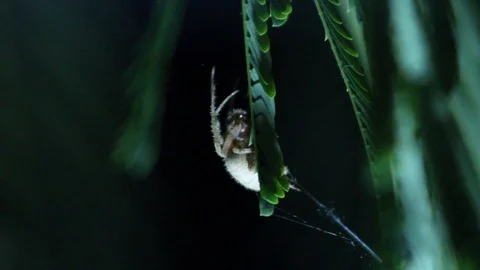 Orb Weaver Spider Sitting on Leaf Crouch... | Stock Video | Pond5