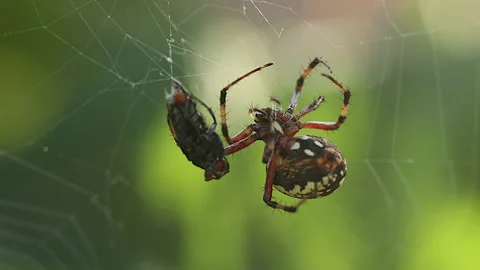 Spindly Legs Stock Videos – Royalty-Free HD & 4K Videos