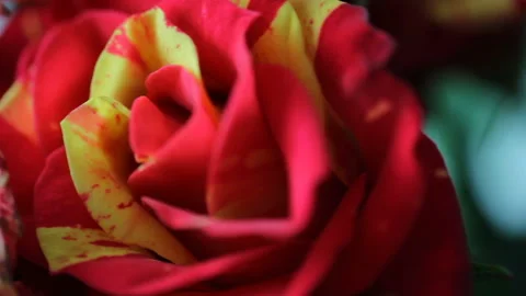 Orbit around red and yellow rose blossom... | Stock Video | Pond5