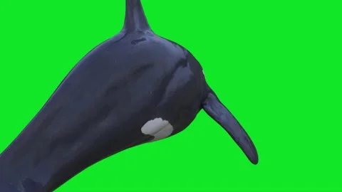 Orca Killer Whale Swim Back Green Screen... | Stock Video | Pond5