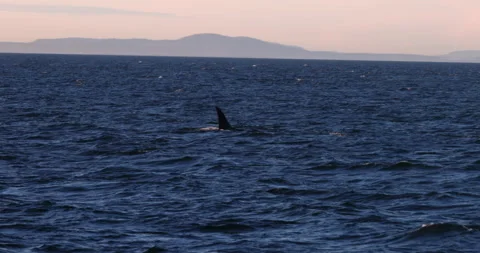 Orca killer whale swims at ocean surface... | Stock Video | Pond5