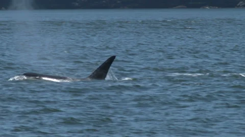 Orca Stock Video Footage | Royalty Free Orca Videos | Pond5