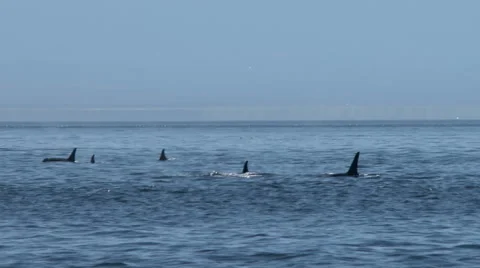 Orca Stock Video Footage | Royalty Free Orca Videos | Pond5