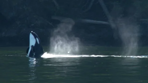 Orca Stock Videos – Royalty-Free HD & 4K Videos