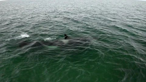 Orca swimming in the sea. Orcinus orca, ... | Stock Video | Pond5