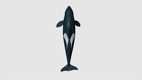 orcas whale simming top view | Stock Video | Pond5