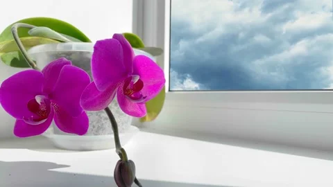 Orchid flower in pot Sky and clouds movi... | Stock Video | Pond5
