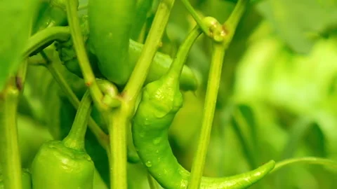 Hot Farm Day Stock Videos – Royalty-Free HD & 4K Videos | Pond5