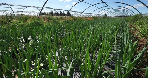 Organic farming, range of onions, Gard d... | Stock Video | Pond5