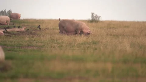 Pig Mating Stock Video Footage | Royalty Free Pig Mating Videos | Pond5