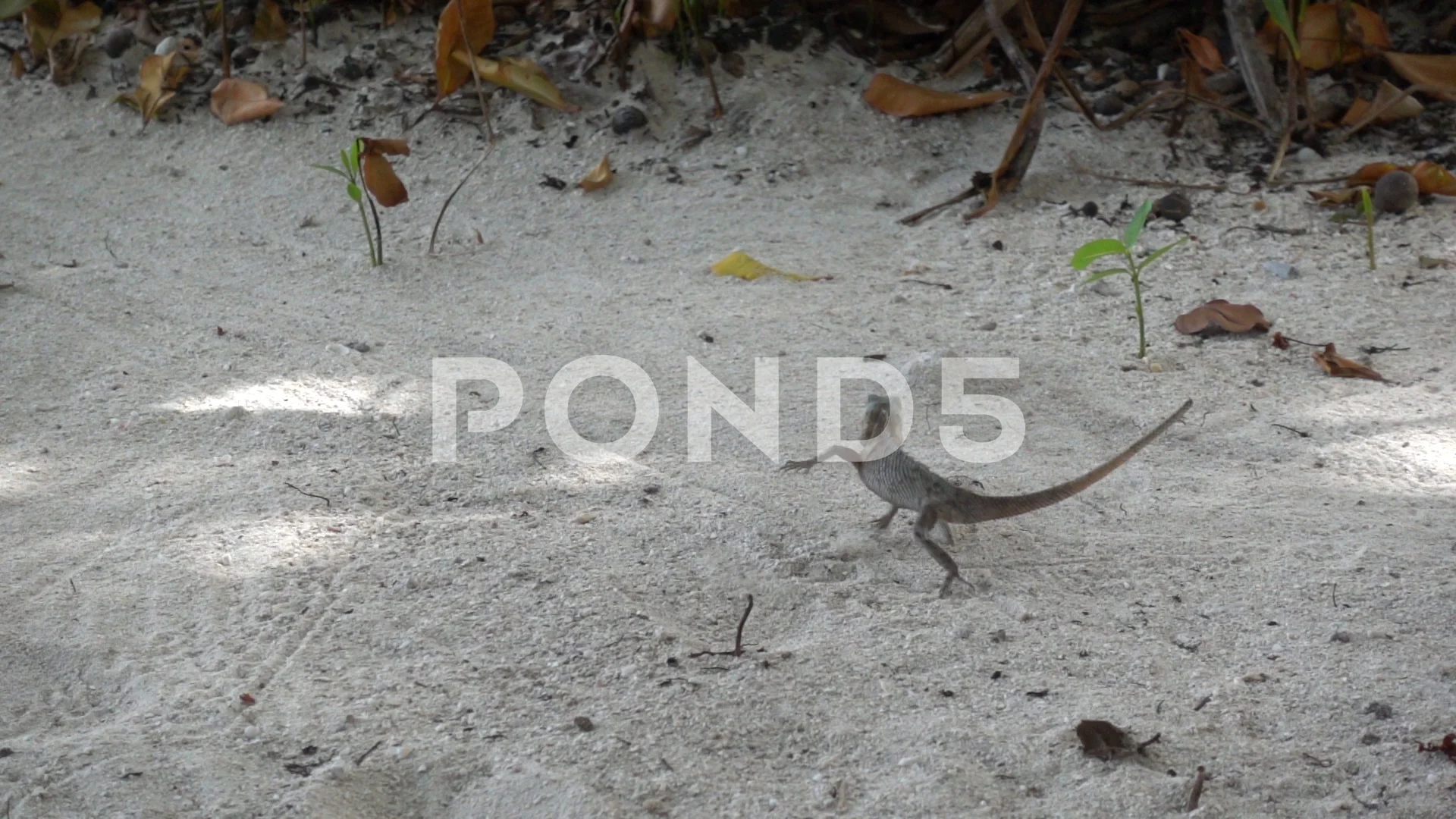 Lizards In Garden City Ny | Fasci Garden