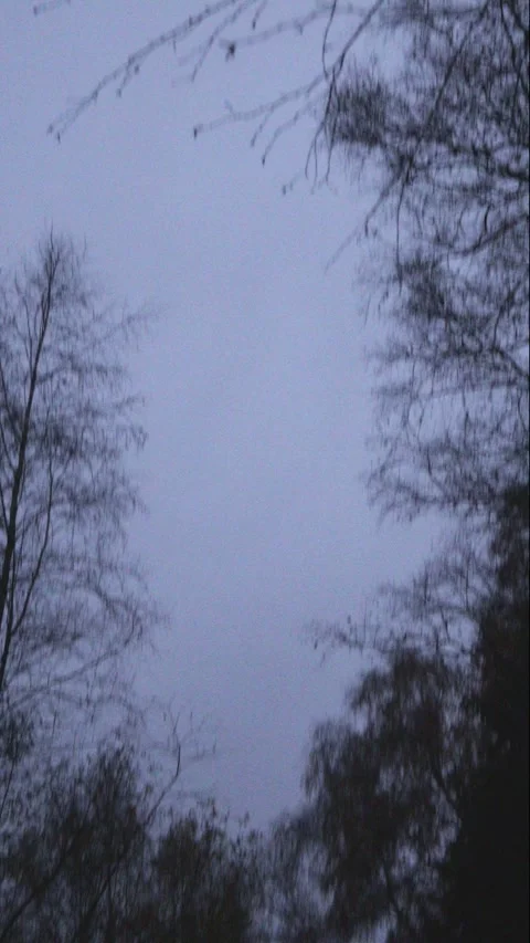 Animal2 Sound Track Stock Videos – Royalty-Free HD & 4K Videos