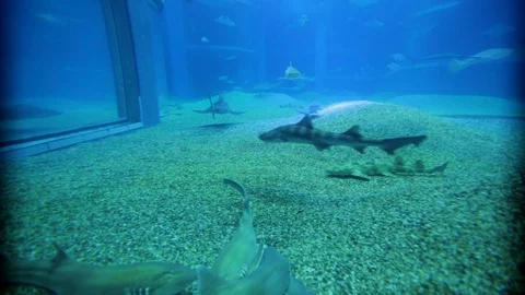 Shark Tank Sharfks Stock Videos – Royalty-Free HD & 4K Videos | Page 6