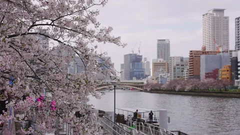 Japan Sakura Background Stock Videos – Royalty-Free HD & 4K Videos | Pond5