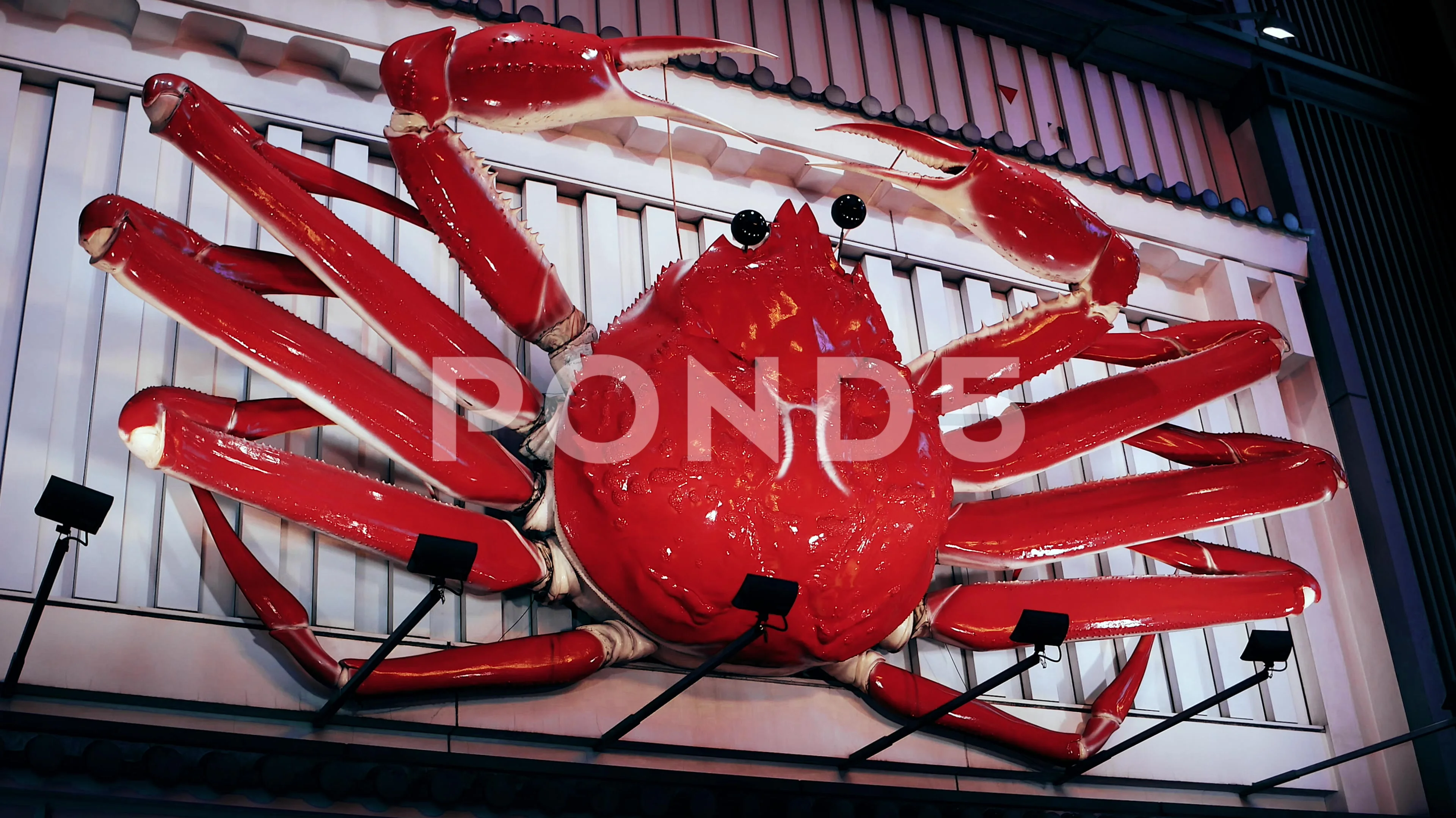 Japan Giant Crab