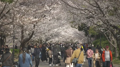 Osaka, Japan, April 5th 2025, Crowd of p... | Stock Video | Pond5
