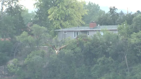 Bird Flying Camera Stock Videos – Royalty-Free HD & 4K Videos