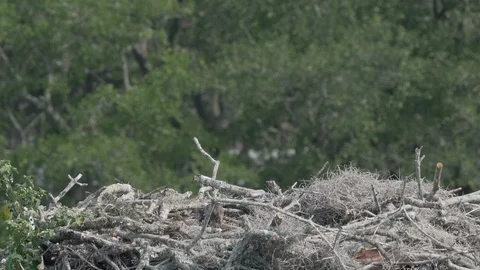 Osprey flying up to two cute baby chicks... | Stock Video | Pond5
