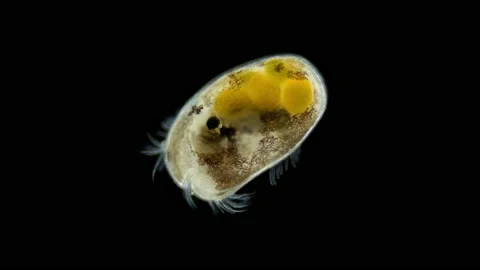 Ostracoda Under a Microscope, Cypridinid... | Stock Video | Pond5