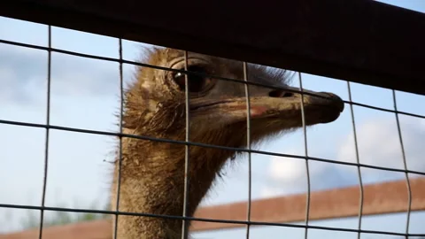 An ostrich bites a cage at the zoo. | Stock Video | Pond5