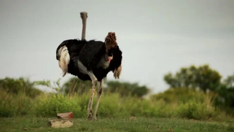 Ostrich Pooping Stock Footage ~ Royalty Free Stock Videos | Pond5