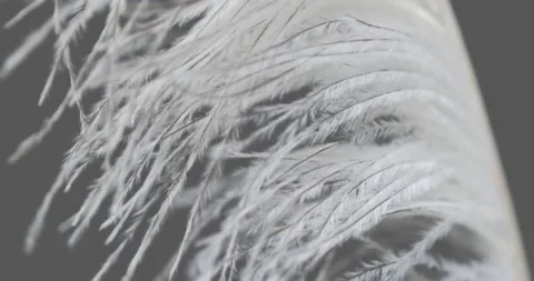 Ostrich feather swaying in the wind as b... | Stock Video | Pond5