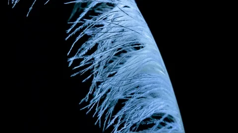 Ostrich feather swaying in the wind as b... | Stock Video | Pond5