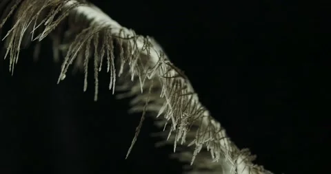 Ostrich feather swaying in the wind as b... | Stock Video | Pond5