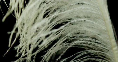 Ostrich feather swaying in the wind as b... | Stock Video | Pond5