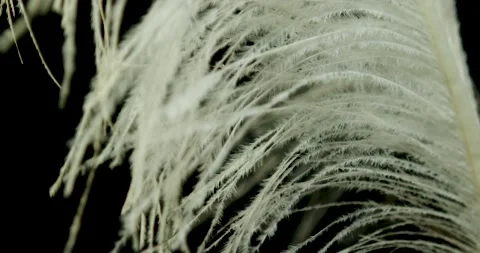 Ostrich feather swaying in the wind as b... | Stock Video | Pond5