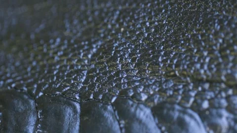 Ostrich leather, skin close-up, texture. | Stock Video | Pond5