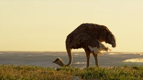 An Ostrich Pecking on the Grass with Flo... | Stock Video | Pond5