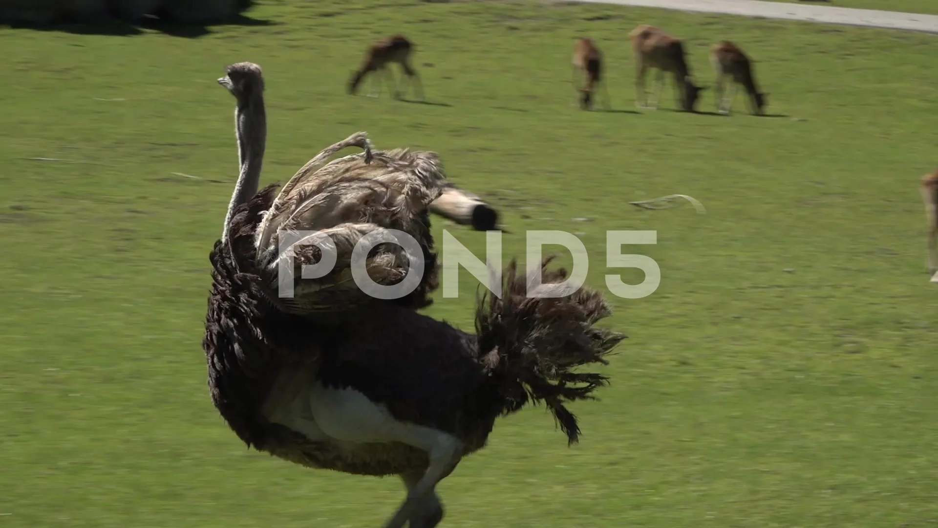 Ostriches Running Gif
