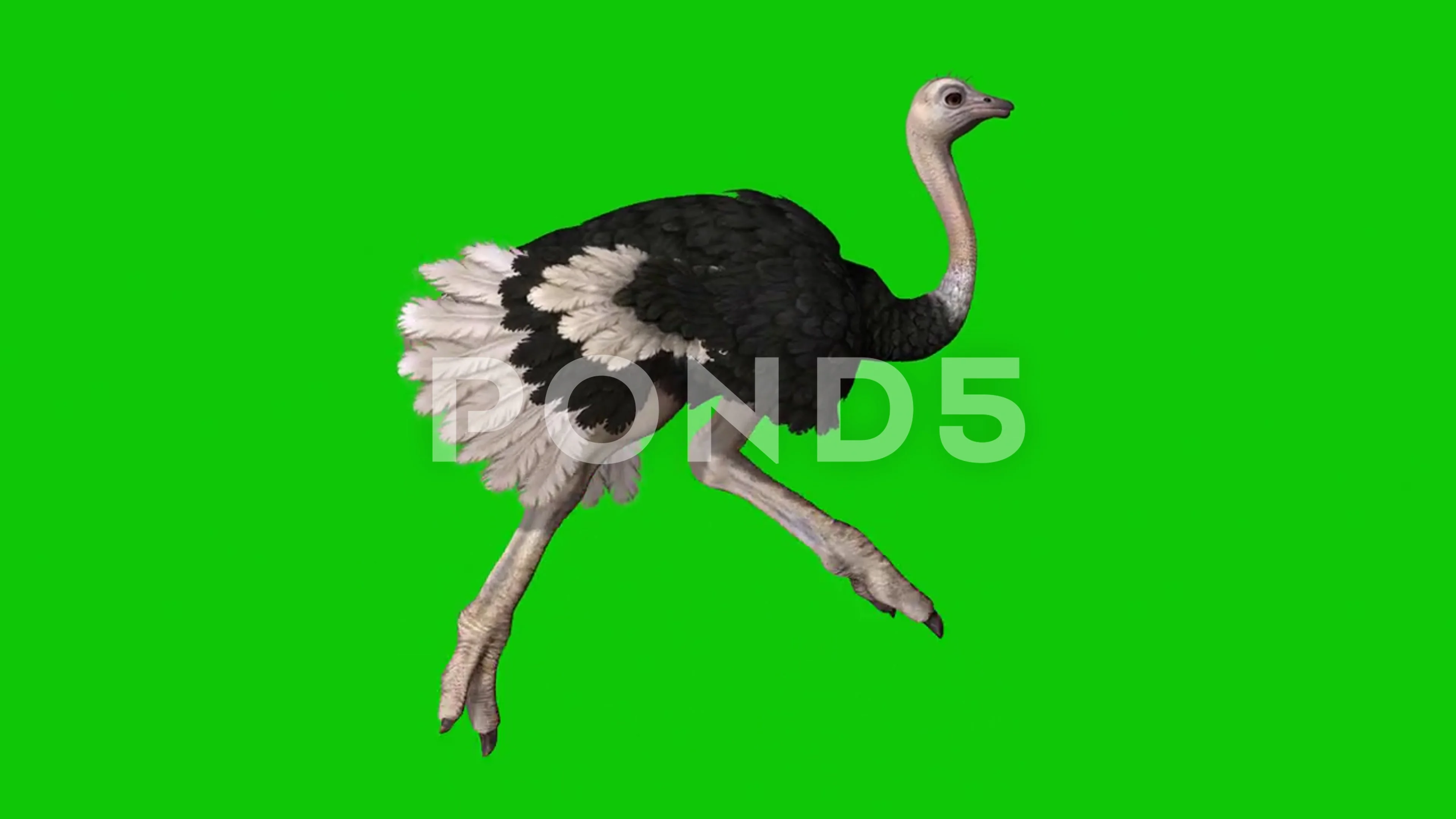 Ostrich Running 1600x1200 Wallpapersostrich