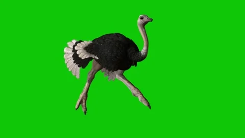 Ostrich Running Stock Video Footage | Royalty Free Ostrich Running ...