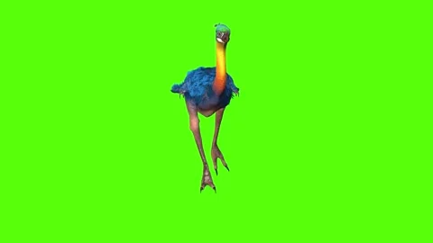 Ostrich Walking Green Screen Animation a... | Stock Video | Pond5