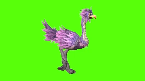 Ostrich Walking Green Screen Animation a... | Stock Video | Pond5