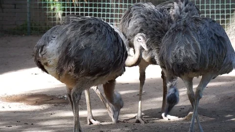 Ostriches pecking the ground for food in... | Stock Video | Pond5