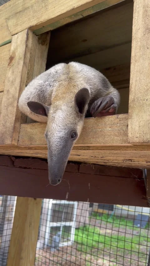 Otis The Snoozy Anteater Shows Off Long ... | Stock Video | Pond5