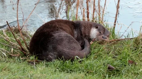Sleeping Otter Stock Videos – Royalty-Free HD & 4K Videos | Page 3