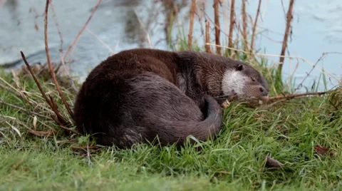 Sleeping Otter Stock Videos – Royalty-Free HD & 4K Videos | Page 3