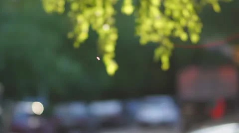 Car Insects Stock Footage ~ Royalty Free Stock Videos | Pond5