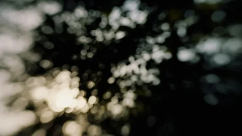 Out of focus trees back lit by the sun b... | Stock Video | Pond5