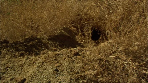 Greater Bilby Stock Video Footage | Royalty Free Greater Bilby Videos ...