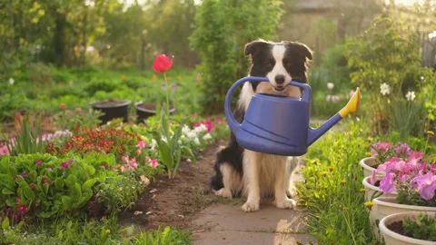Outdoor portrait of cute dog border coll... | Stock Video | Pond5