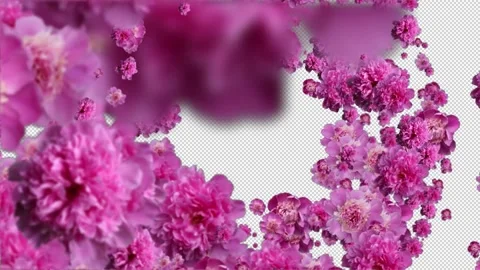 Flowers Alpha Stock Videos – Royalty-Free HD & 4K Videos